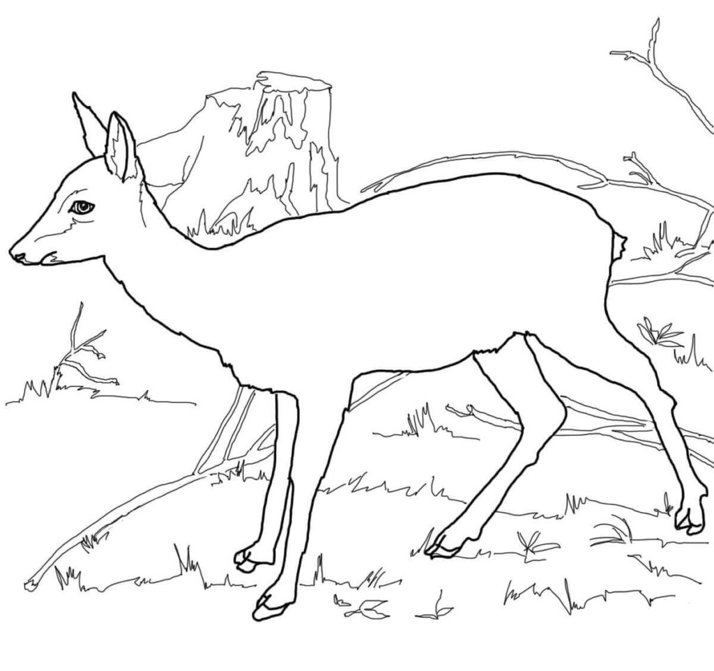 Kolorowanka Sarna na polu do druku i online