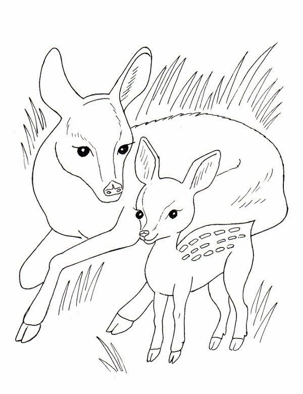 Kolorowanka Sarna z młodą do druku i online