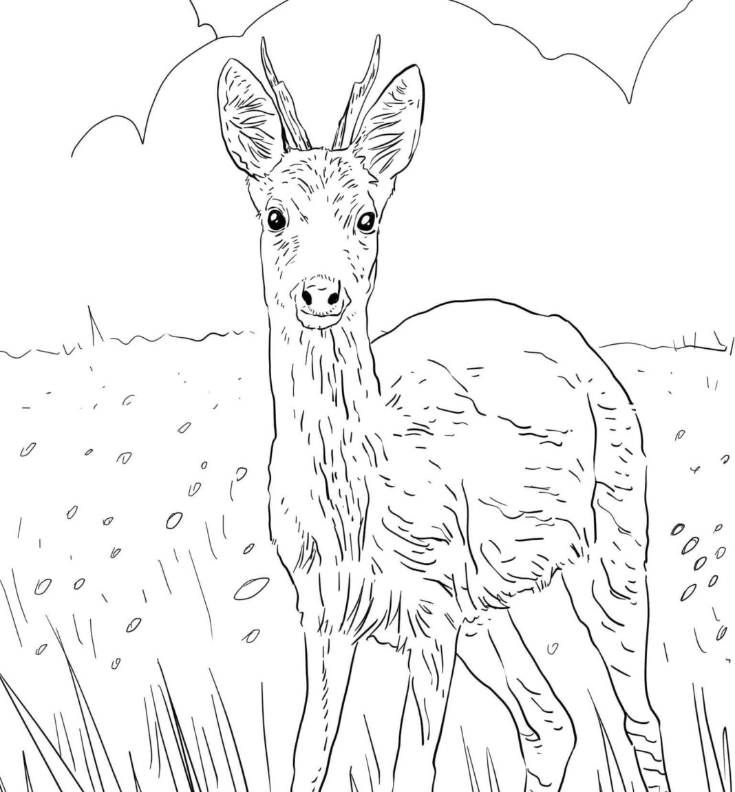 Kolorowanka Sarna na łące do druku i online